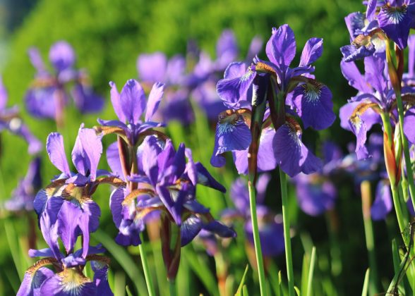 Digby Location | Coastal Inns & Motels